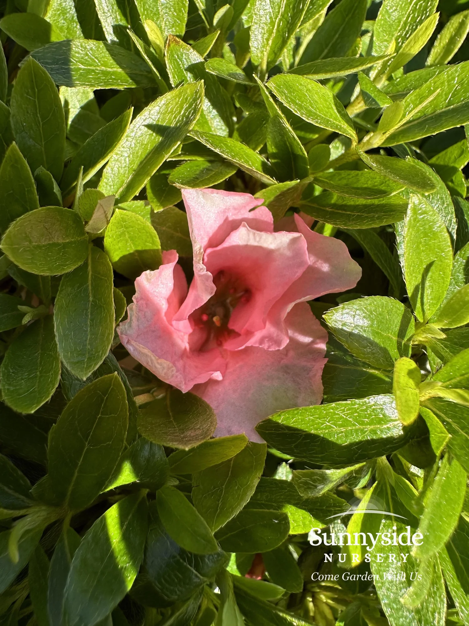 Pink Evergreen Azaleas — Sunnyside Nursery