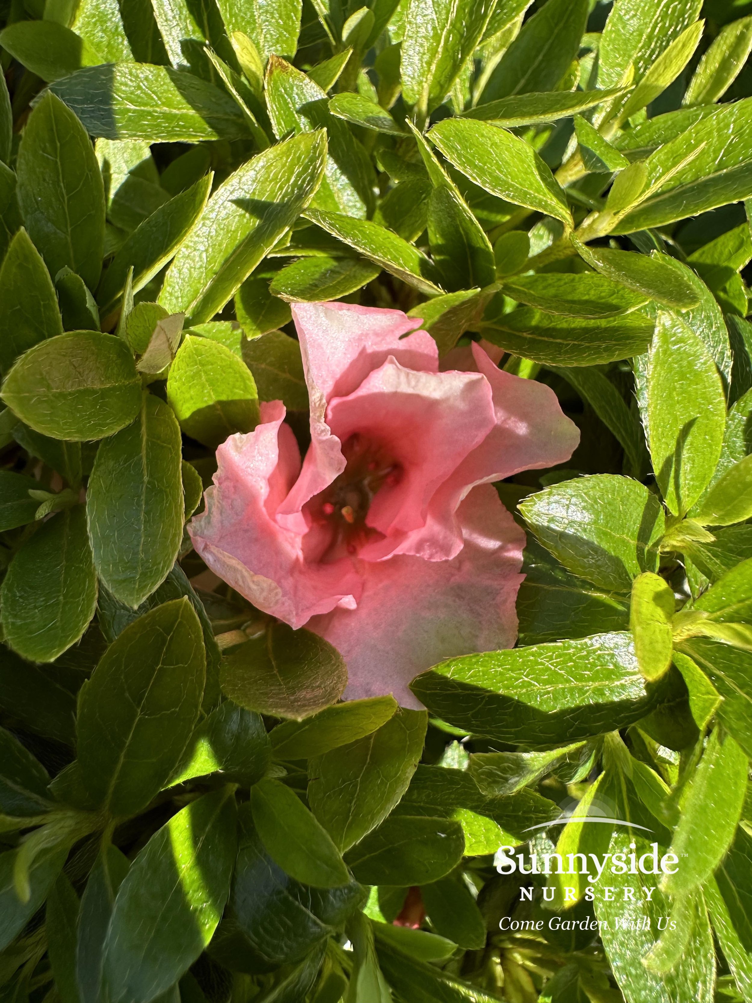 Pink Evergreen Azaleas — Sunnyside Nursery