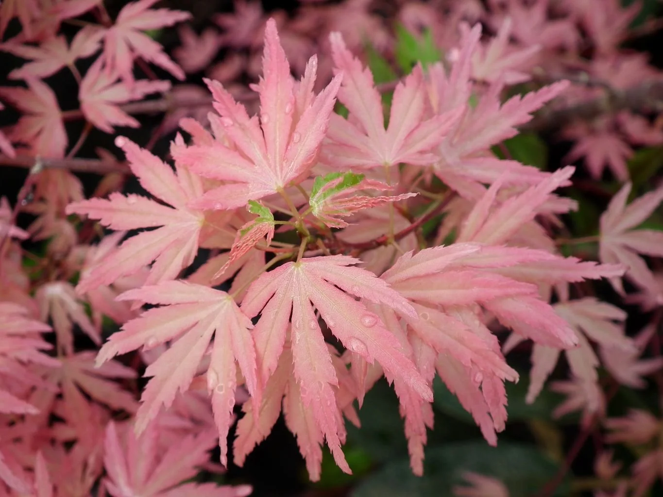 Looking For Some Spring Color? Try A Japanese Maple! — Sunnyside Nursery