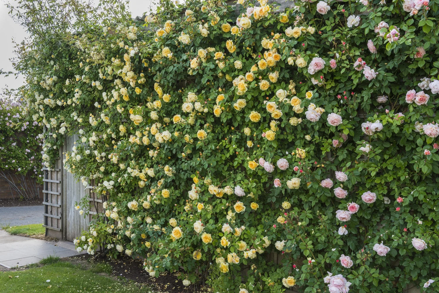 David Austin English Roses — Sunnyside Nursery