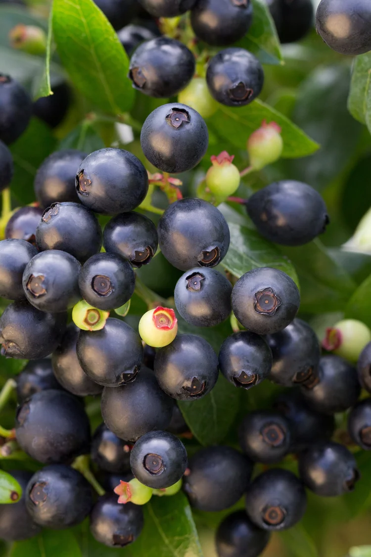 Blueberries — Sunnyside Nursery