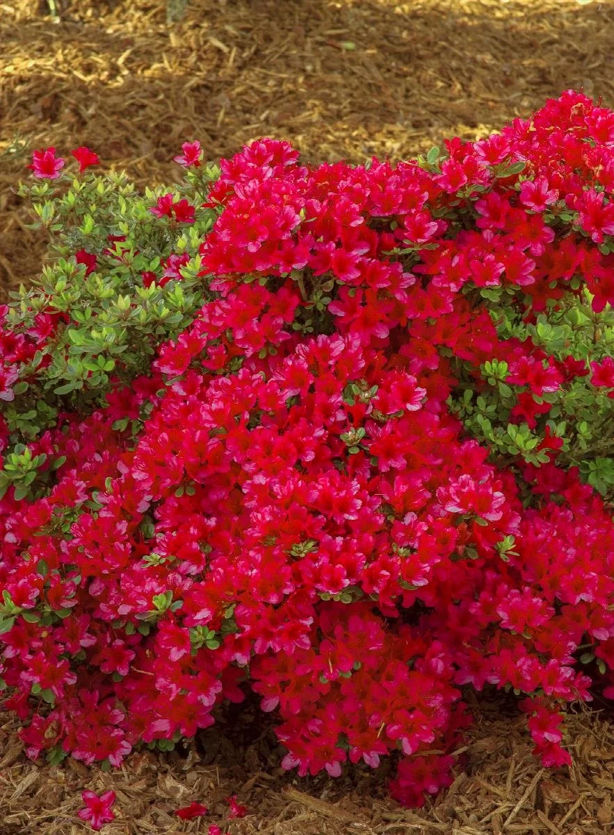 Amazing Azaleas — Sunnyside Nursery