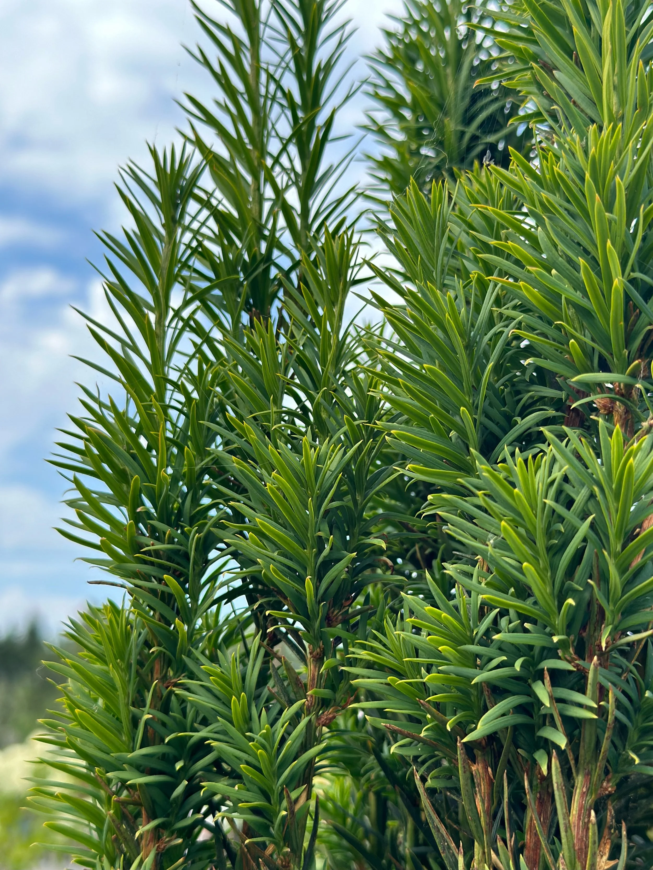 Taxus — Sunnyside Nursery