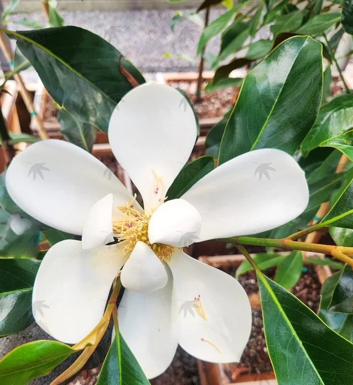 Magnolia Trees — Sunnyside Nursery