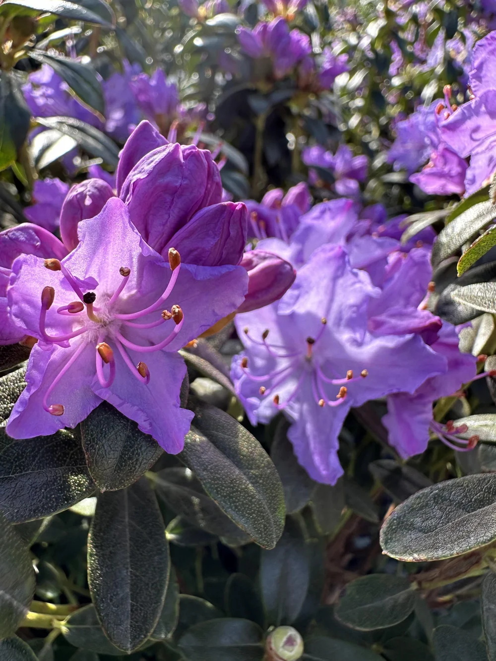 Blue & Purple Rhododendrons — Sunnyside Nursery