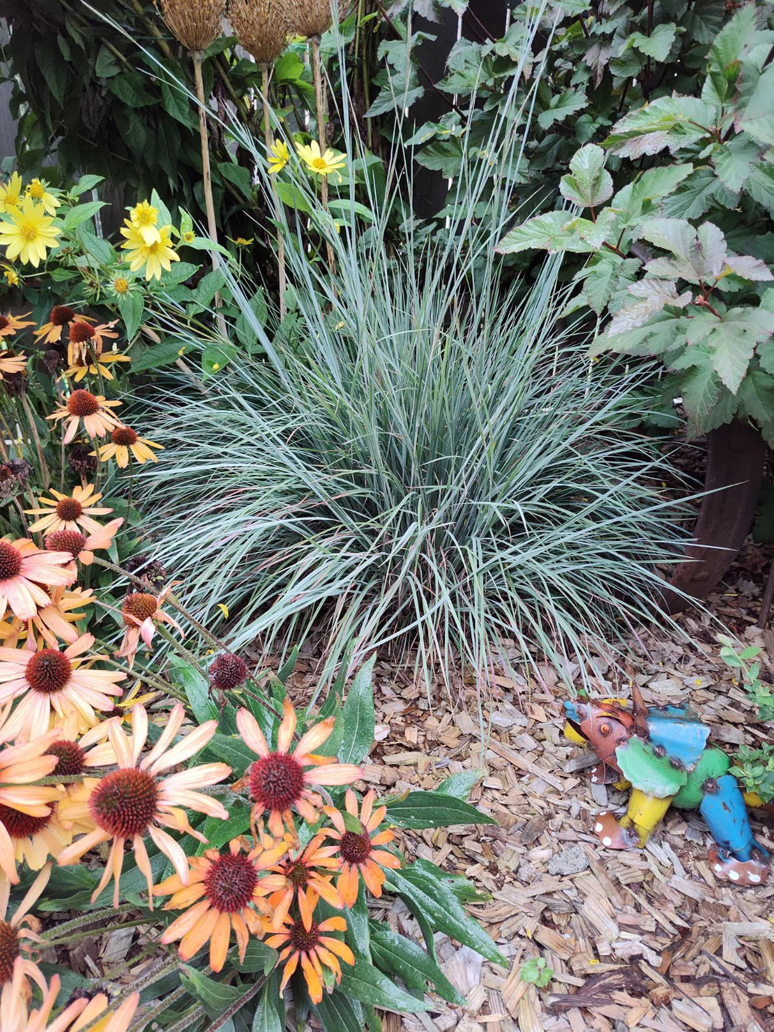 Ornamental Grasses: Plumage and Fall Color — Sunnyside Nursery