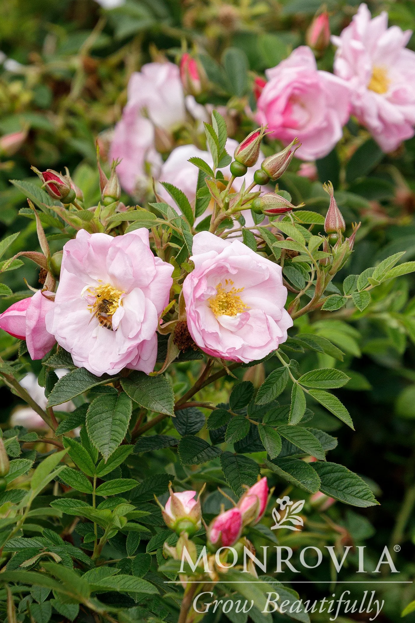 Rugosa Roses — Sunnyside Nursery