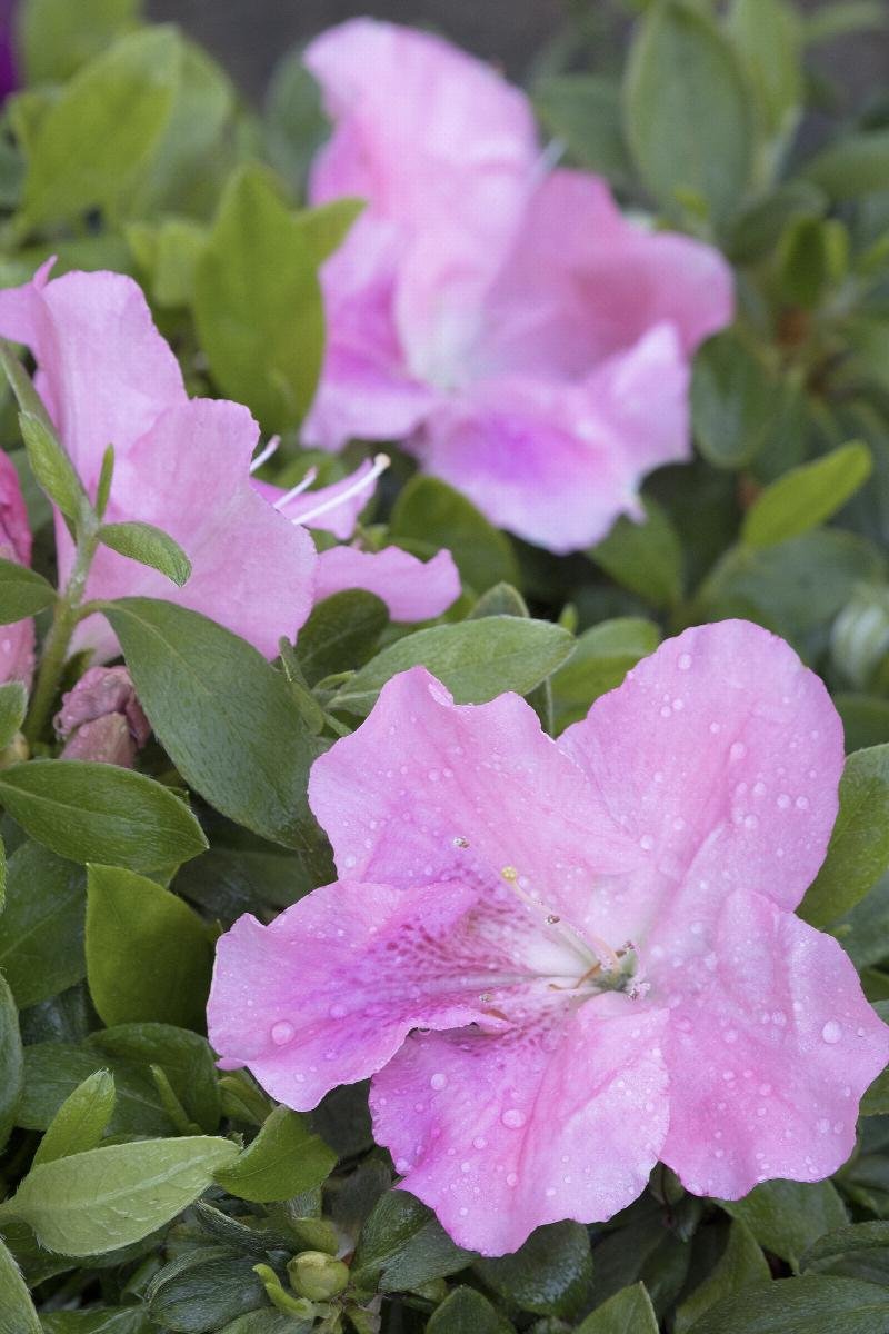 Purple Evergreen Azaleas — Sunnyside Nursery