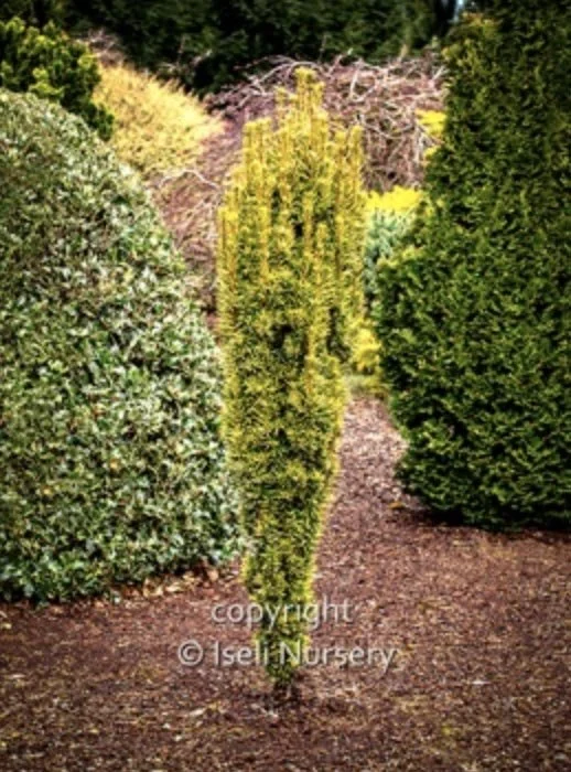 Taxus — Sunnyside Nursery