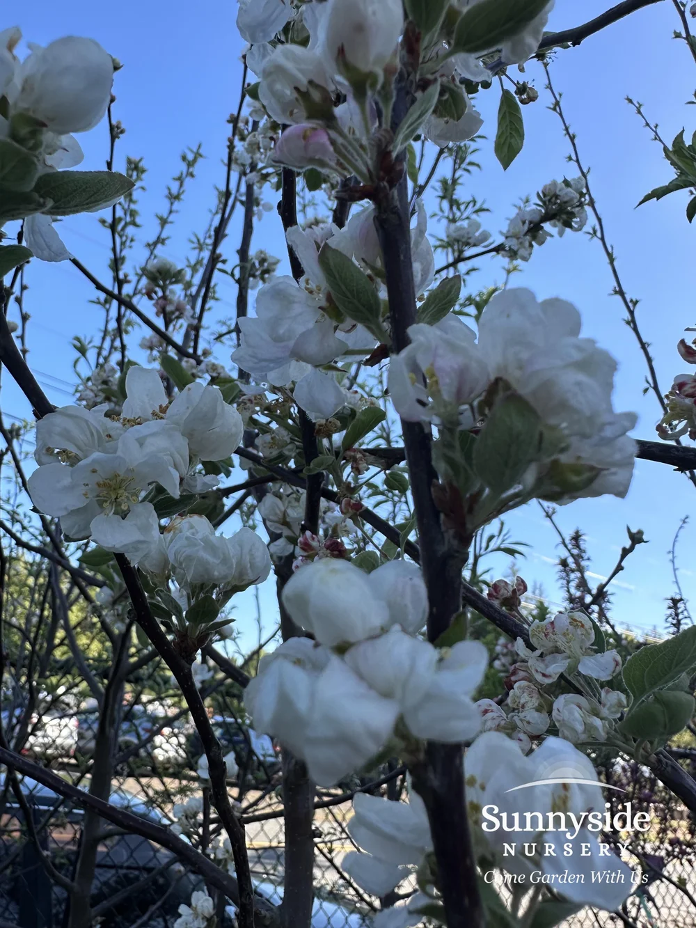 Flowering Crabapple Trees — Sunnyside Nursery