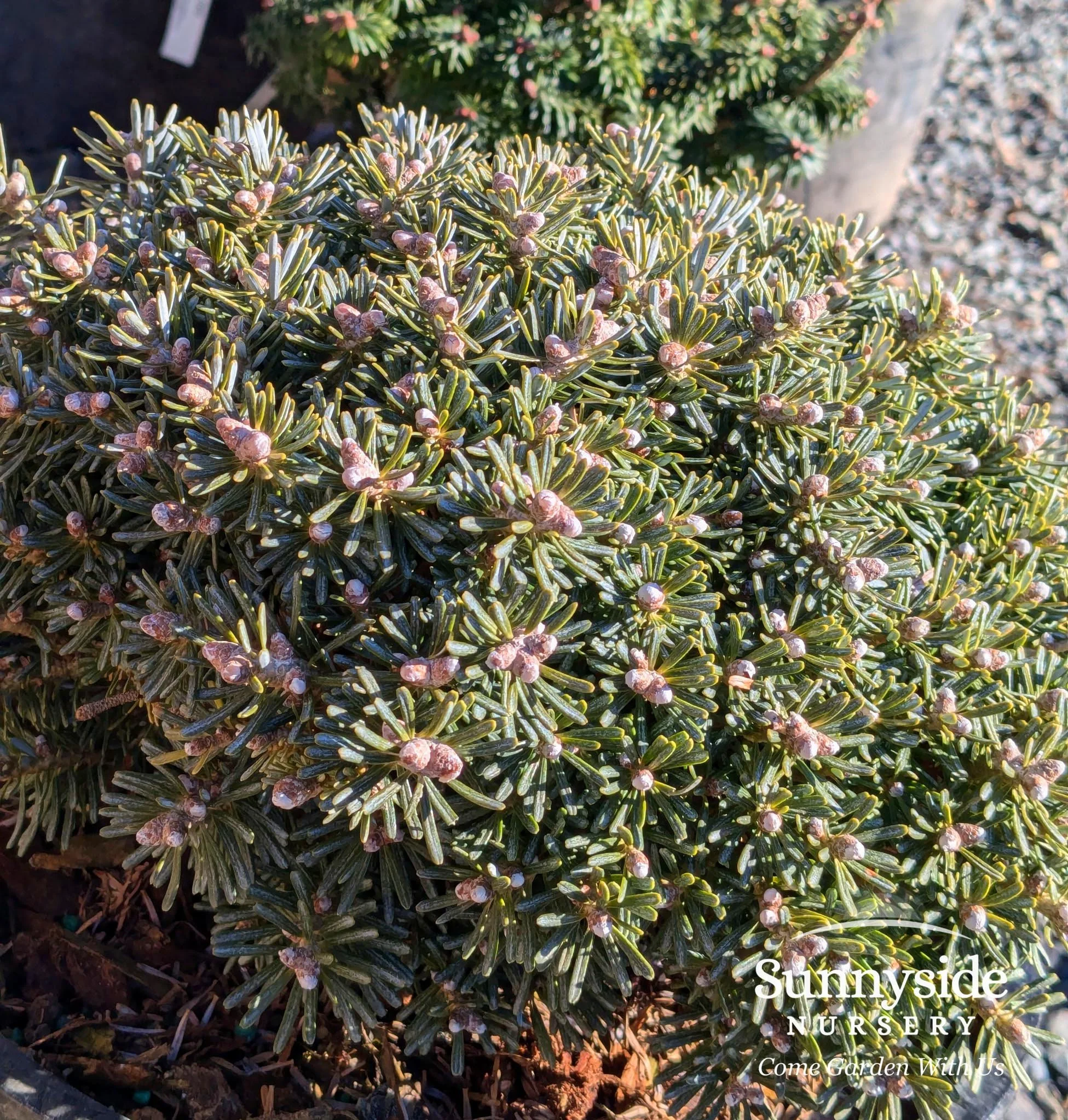 Abies — Sunnyside Nursery