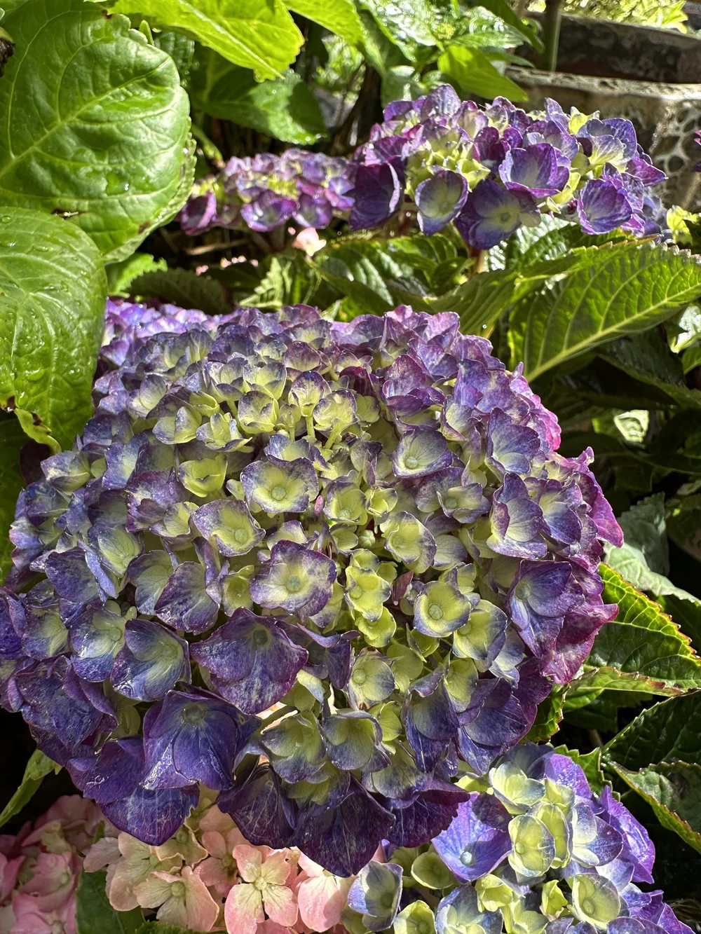 Seaside Serenade Hydrangeas — Sunnyside Nursery
