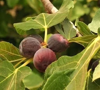 Fig Trees — Sunnyside Nursery