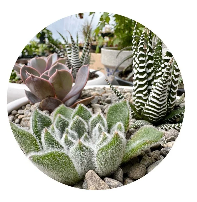 Free Classes — Sunnyside Nursery