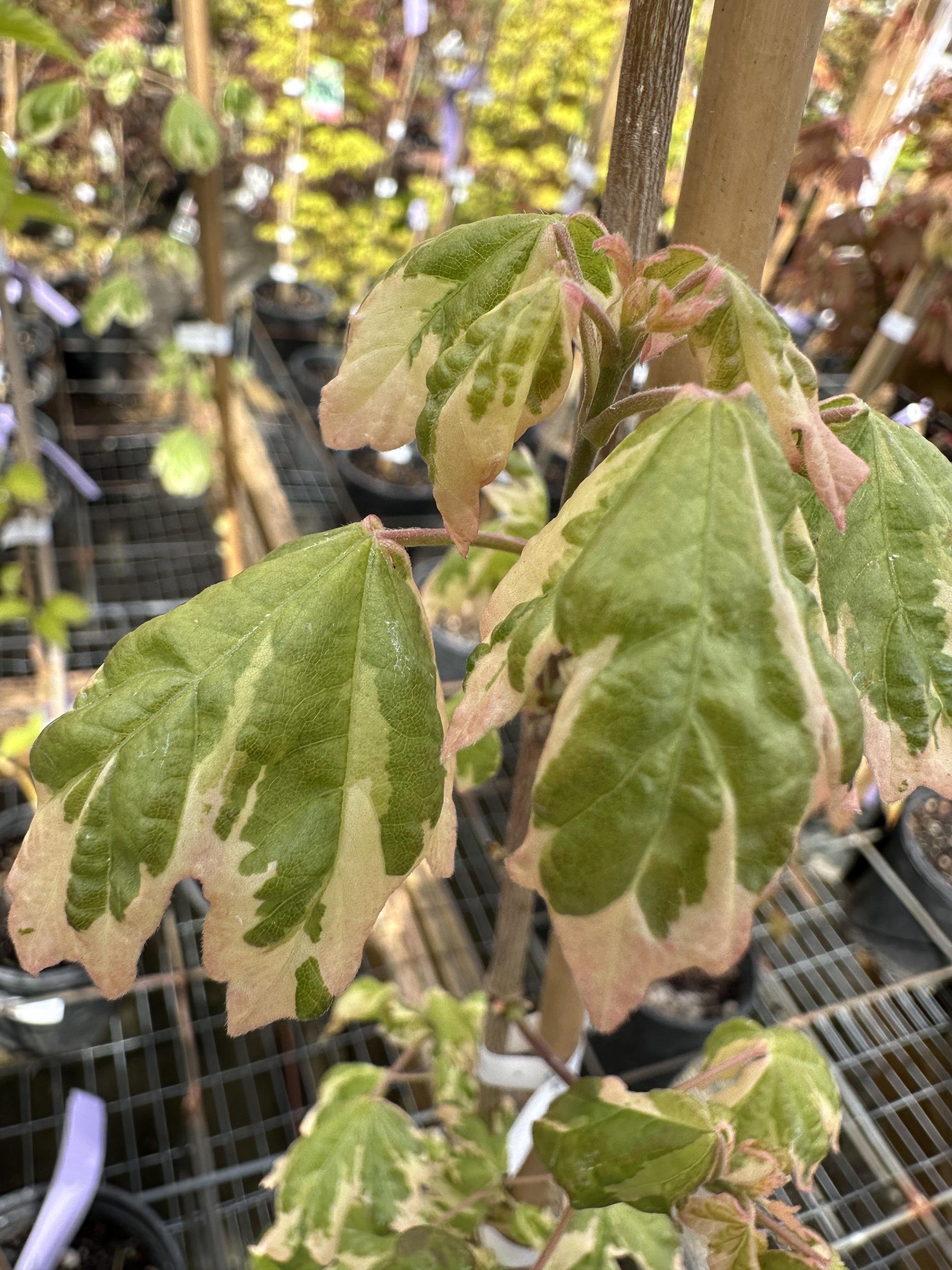 Specialty Japanese Maples — Sunnyside Nursery