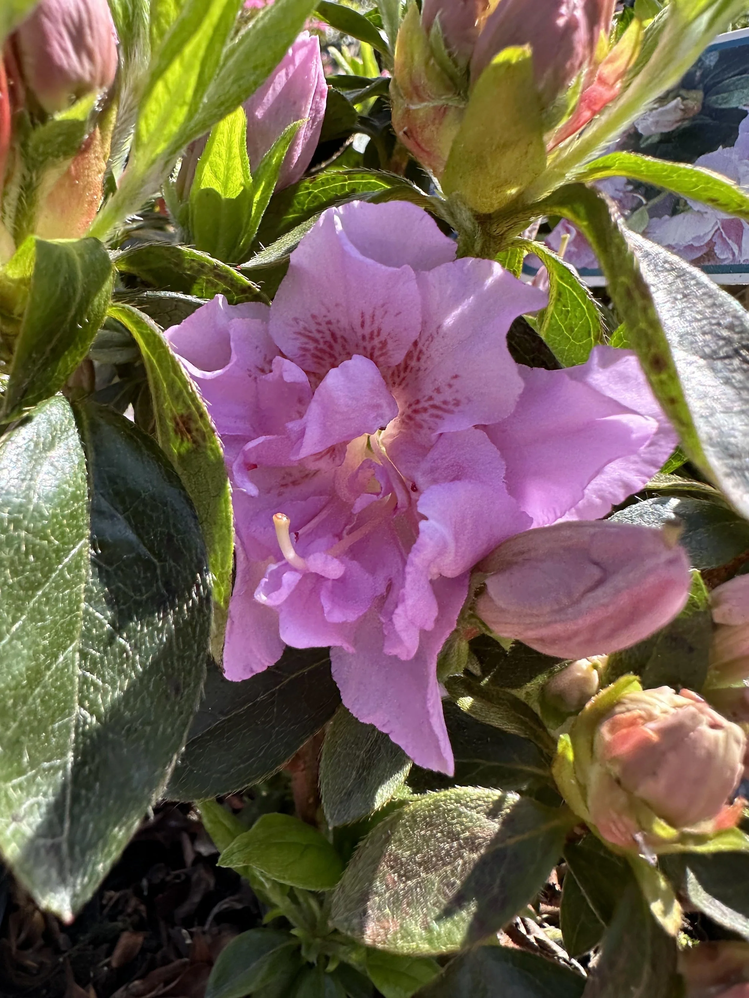 Purple Evergreen Azaleas — Sunnyside Nursery