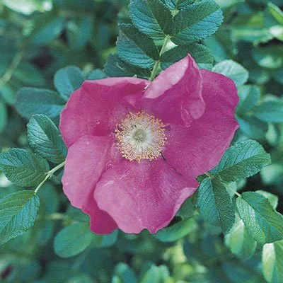 Rugosa Roses — Sunnyside Nursery