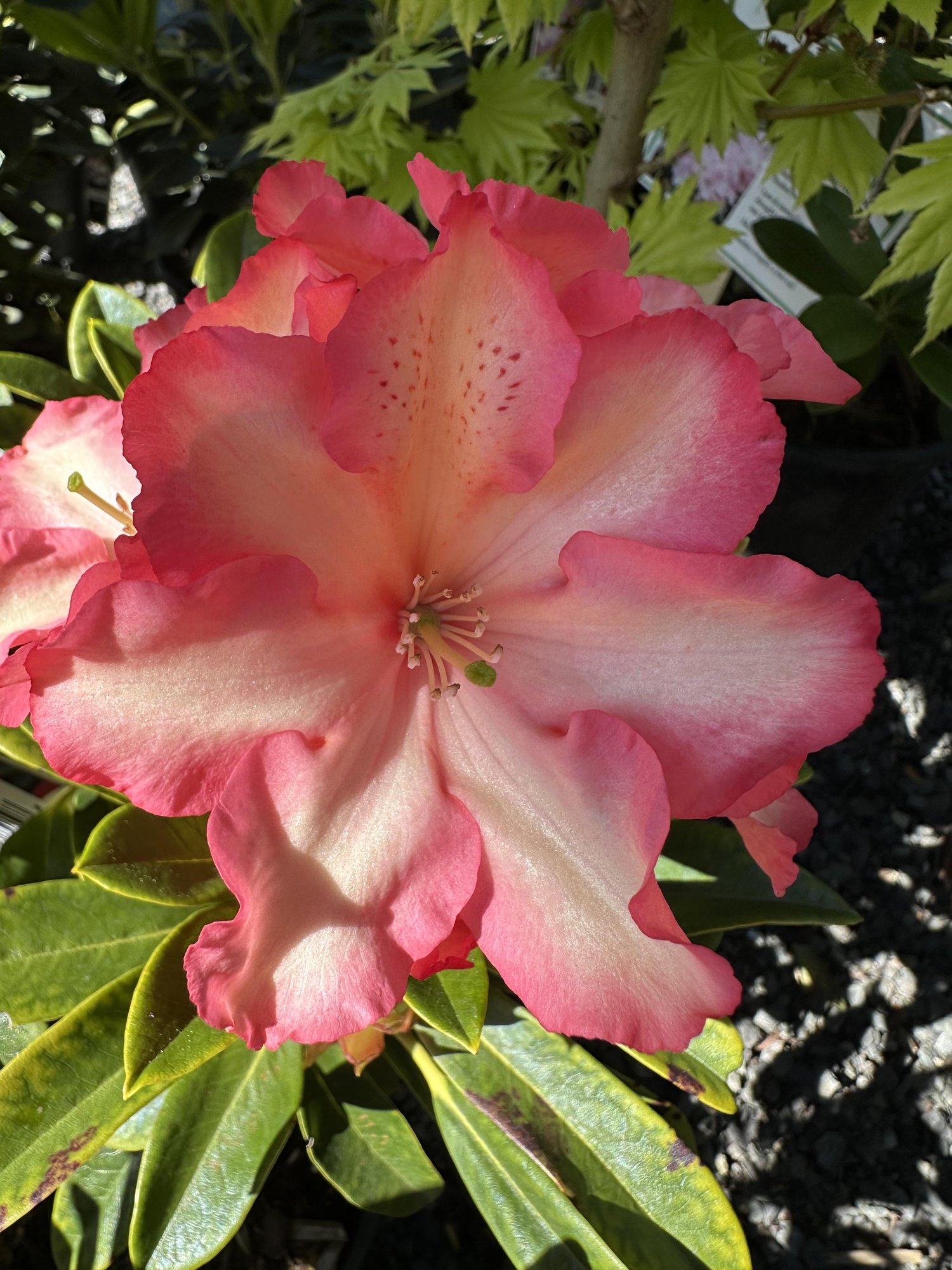 Pink Rhododendrons — Sunnyside Nursery