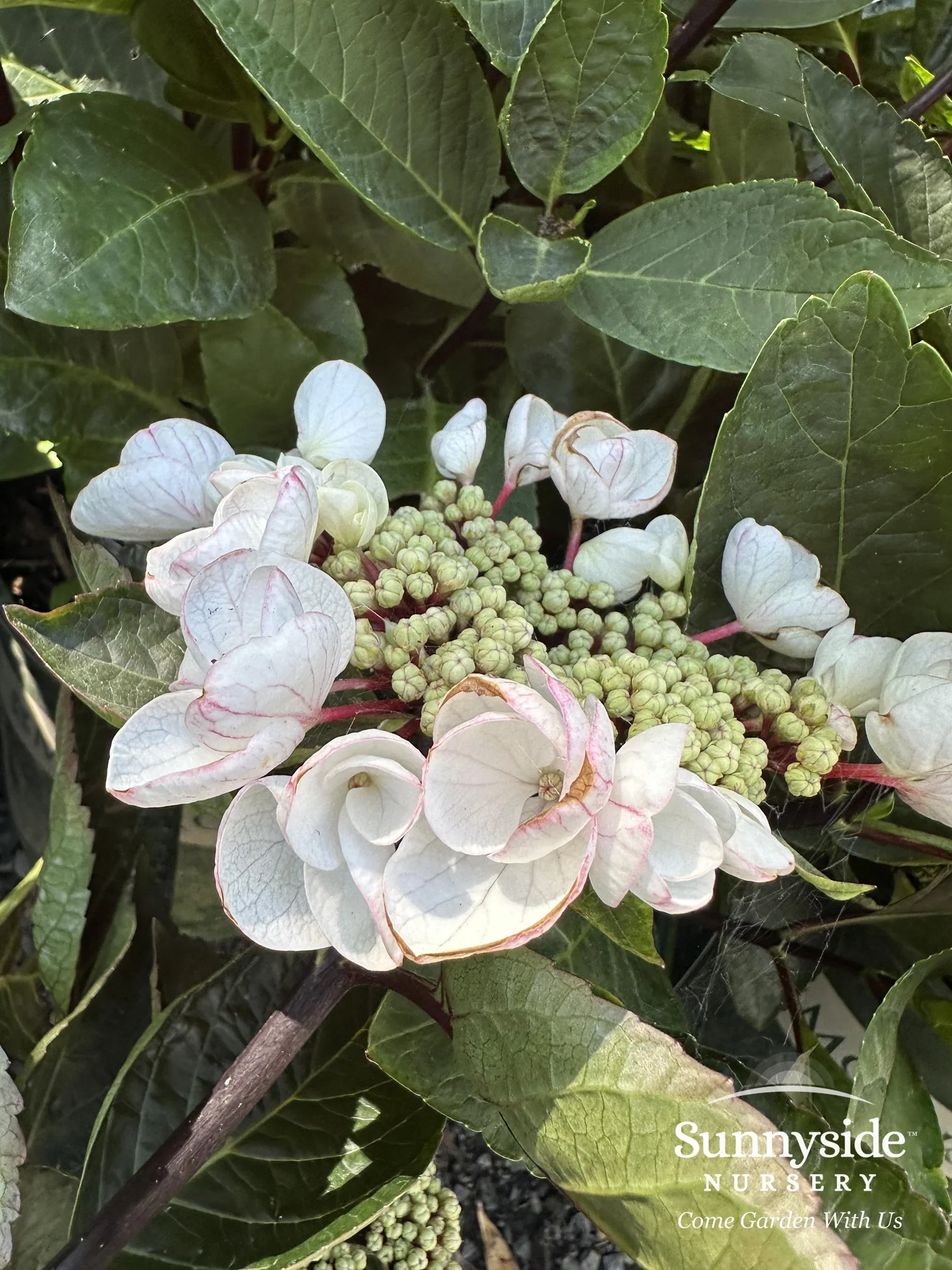 Seaside Serenade Hydrangeas — Sunnyside Nursery