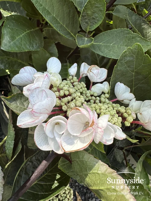 Seaside Serenade Hydrangeas — Sunnyside Nursery