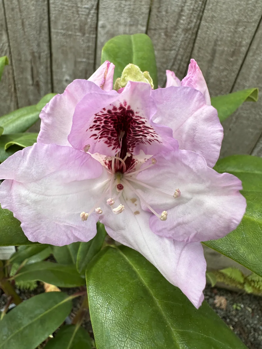 Pink Rhododendrons — Sunnyside Nursery