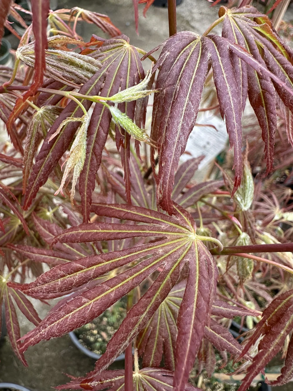 Japanese Maples Under 10 Feet A-M — Sunnyside Nursery