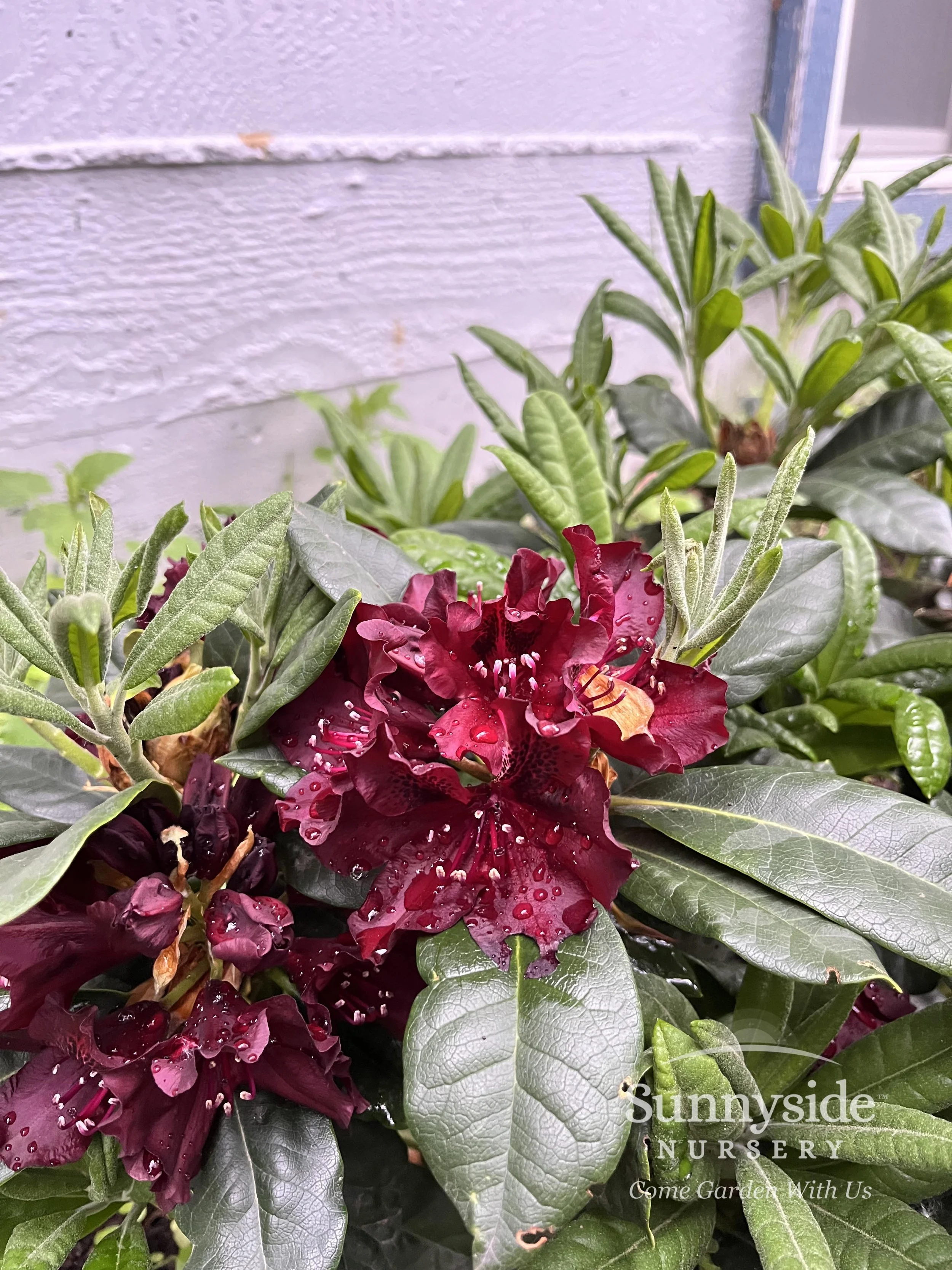 Red Rhododendrons — Sunnyside Nursery