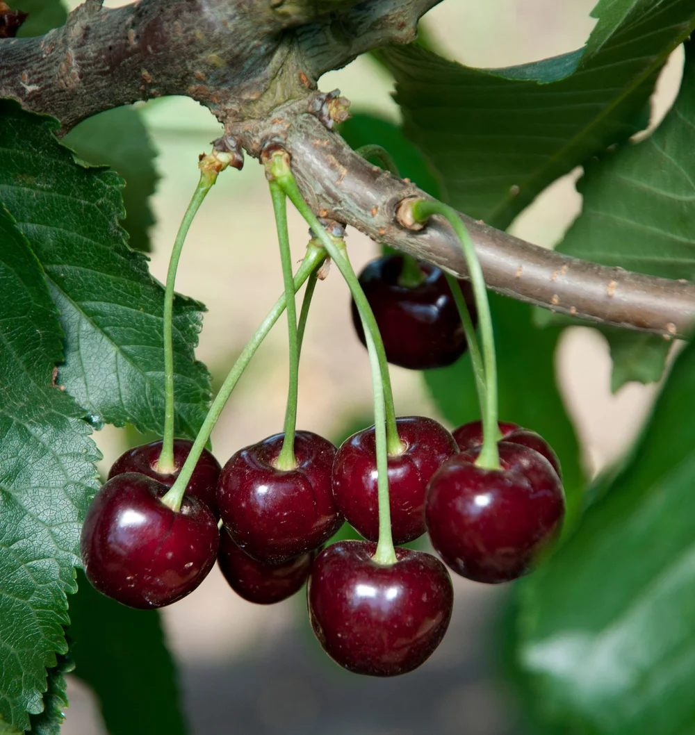 Cherry Trees — Sunnyside Nursery