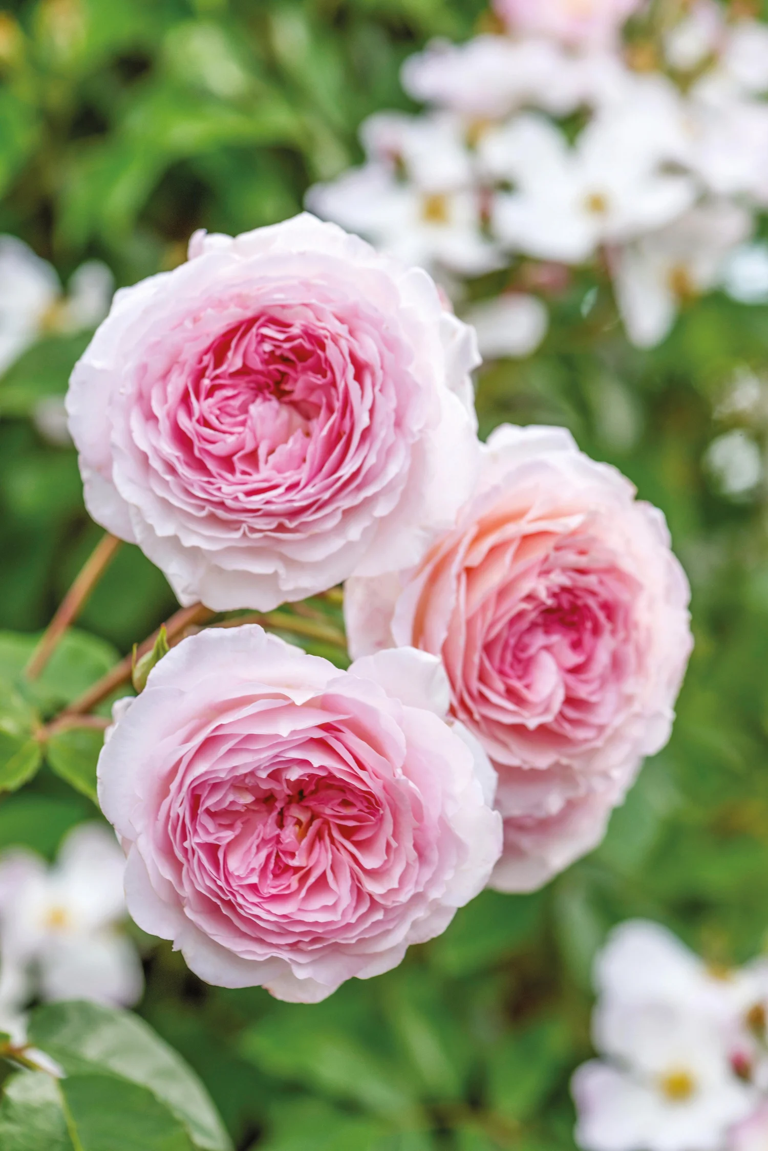 David Austin English Roses — Sunnyside Nursery