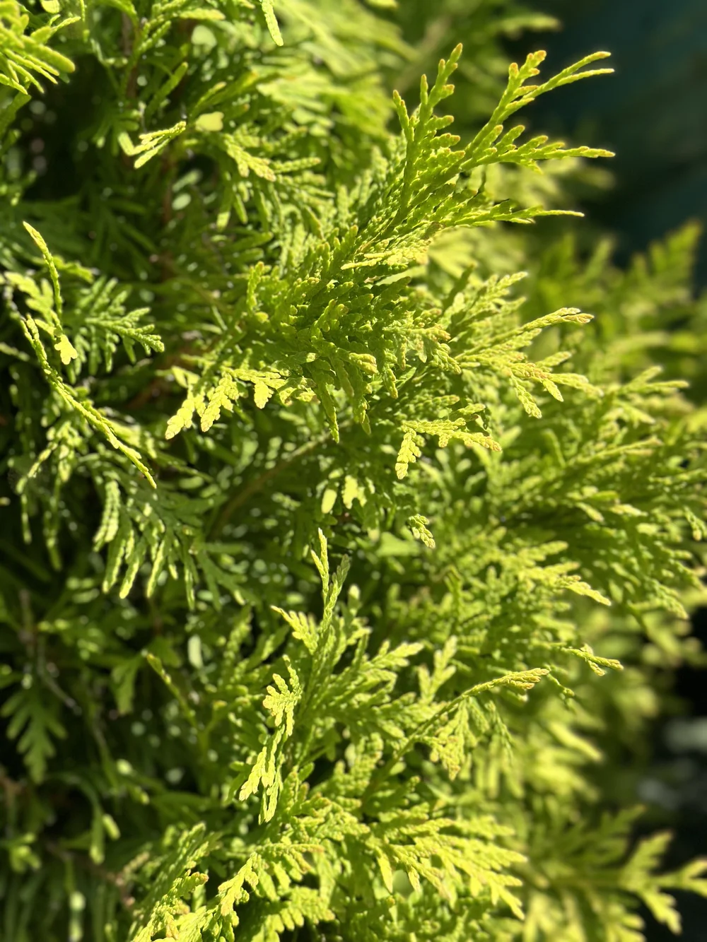 Thuja — Sunnyside Nursery