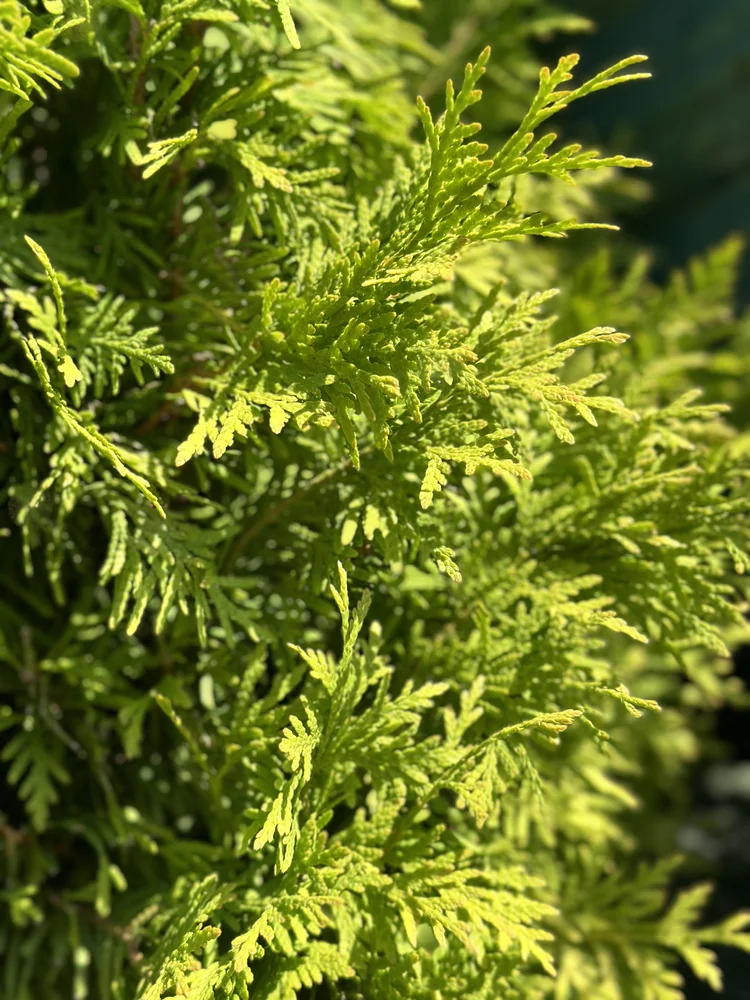 Thuja — Sunnyside Nursery