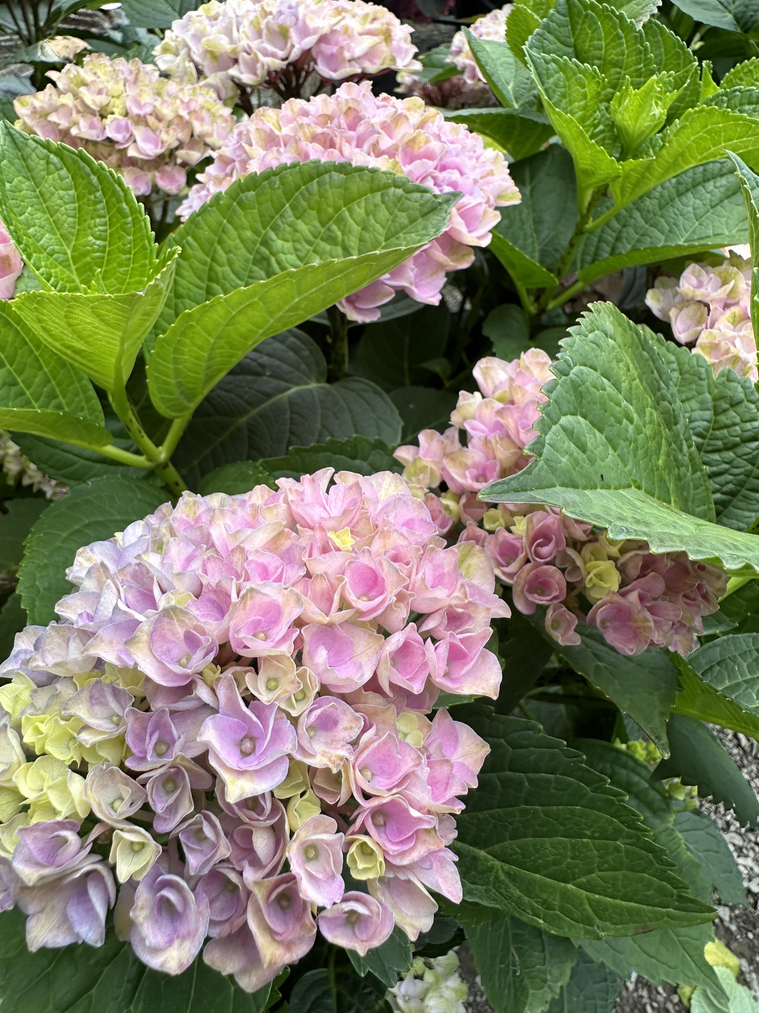 Big Leaf Hydrangeas — Sunnyside Nursery