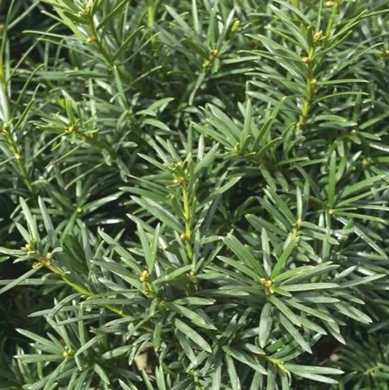 Taxus — Sunnyside Nursery