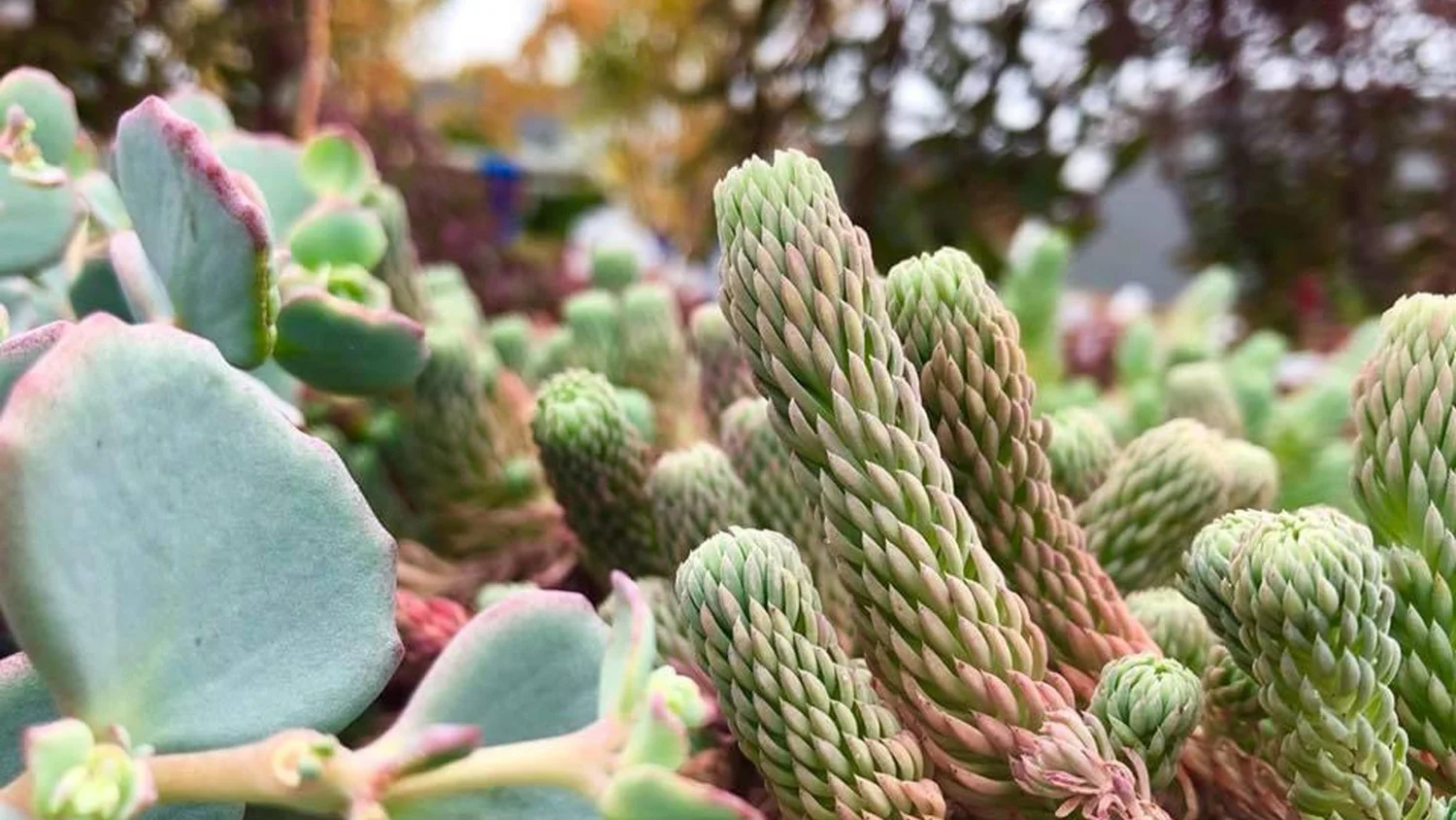 Stylish Sedums and Succulents — Sunnyside Nursery