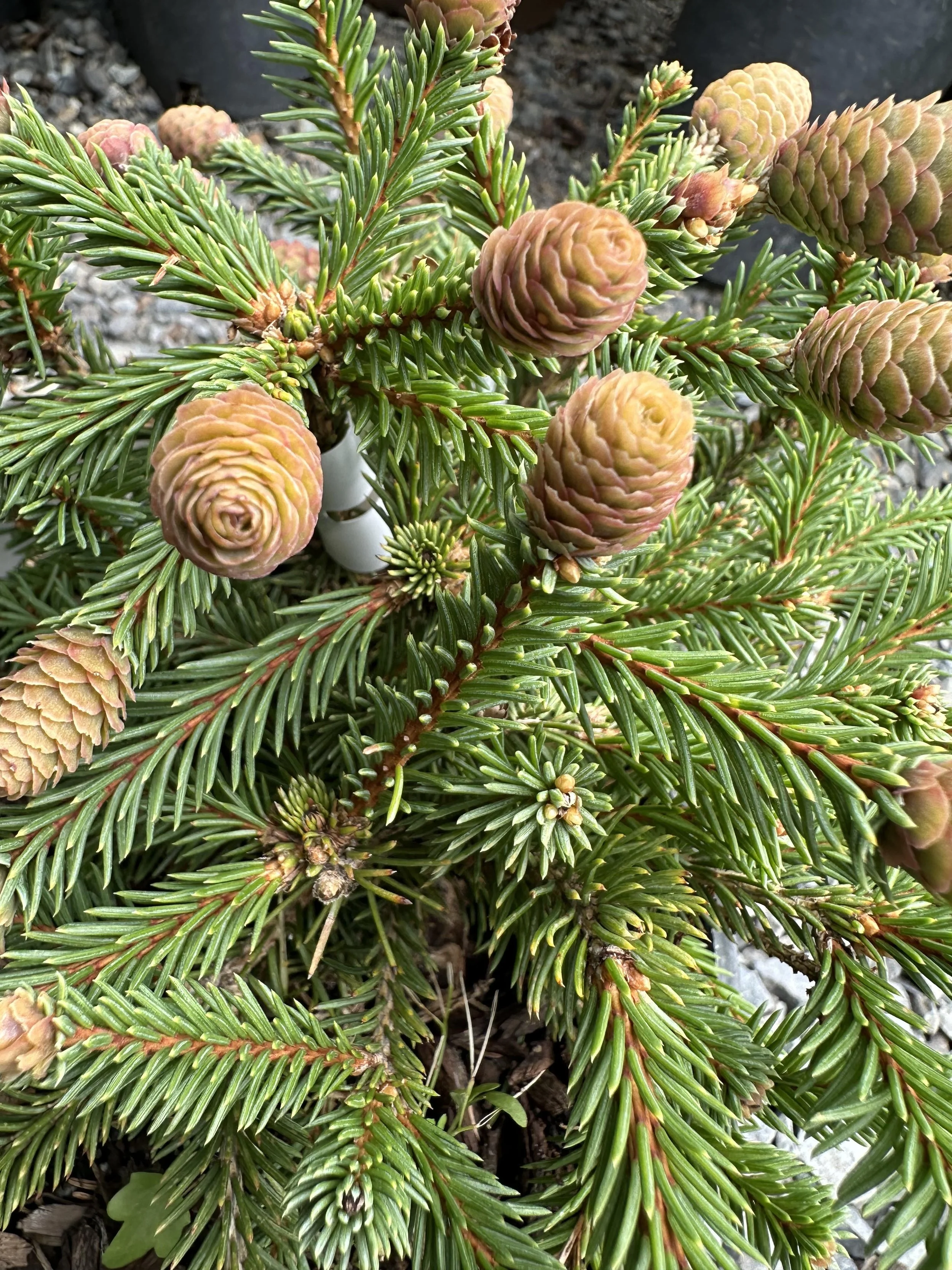 Picea — Sunnyside Nursery