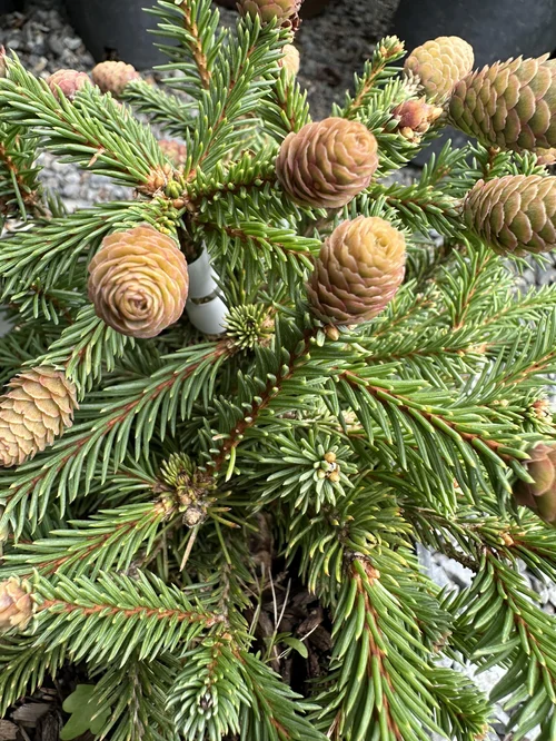 Picea — Sunnyside Nursery