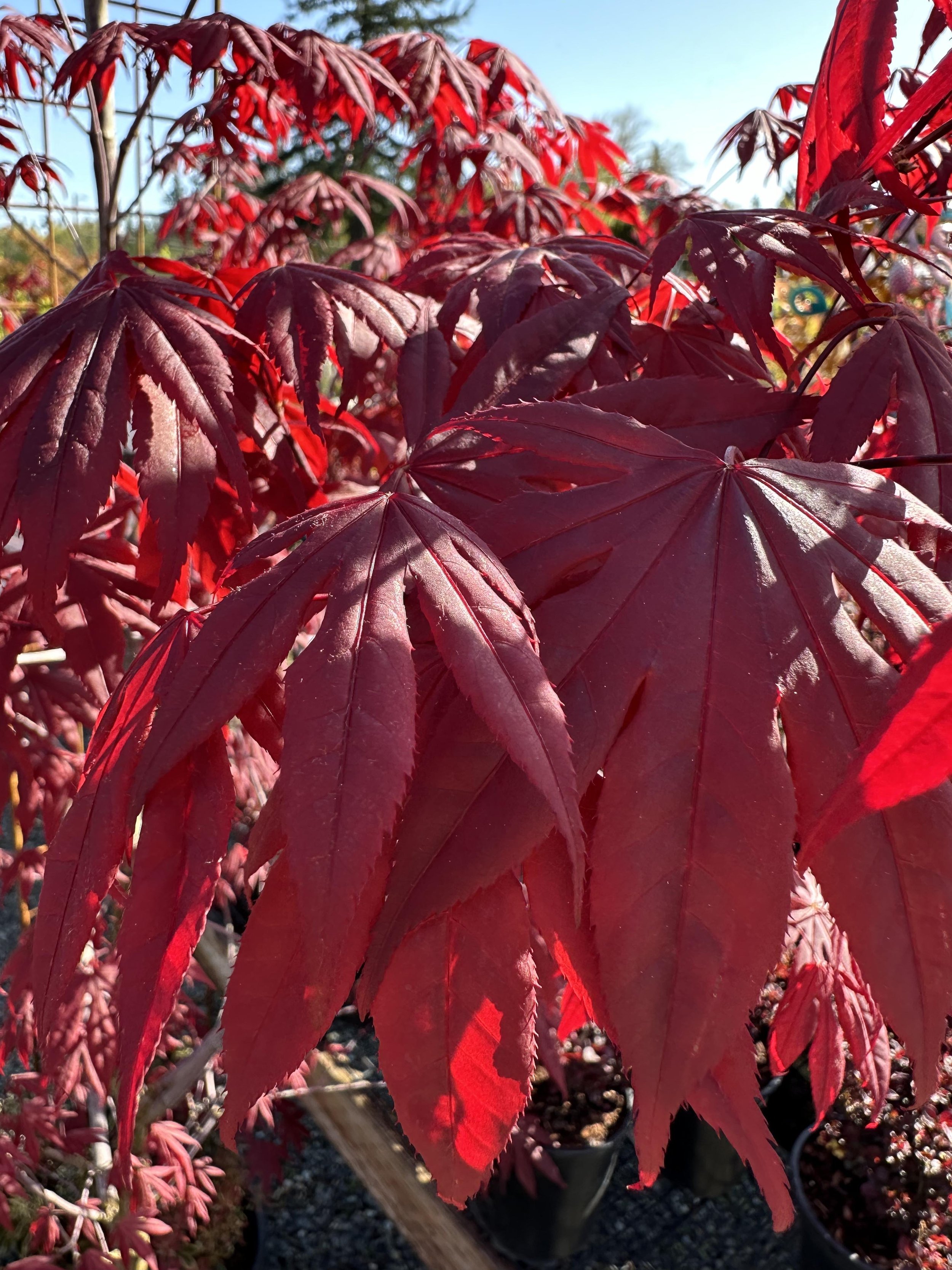 Japanese Maples Over 10 Feet — Sunnyside Nursery
