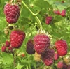 Raspberries — Sunnyside Nursery