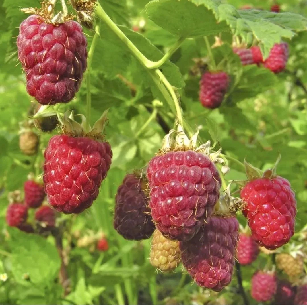 Raspberries — Sunnyside Nursery