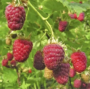 Raspberries — Sunnyside Nursery