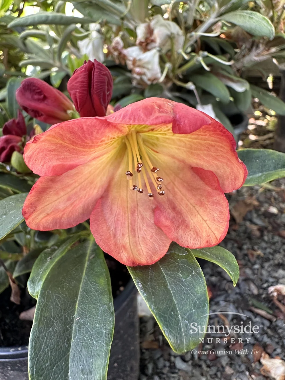 Orange & Yellow Rhododendrons — Sunnyside Nursery