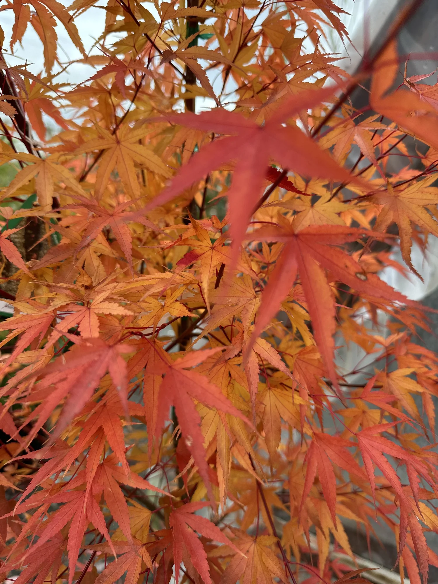 The Japanese Maple - A Tree For All Seasons — Sunnyside Nursery