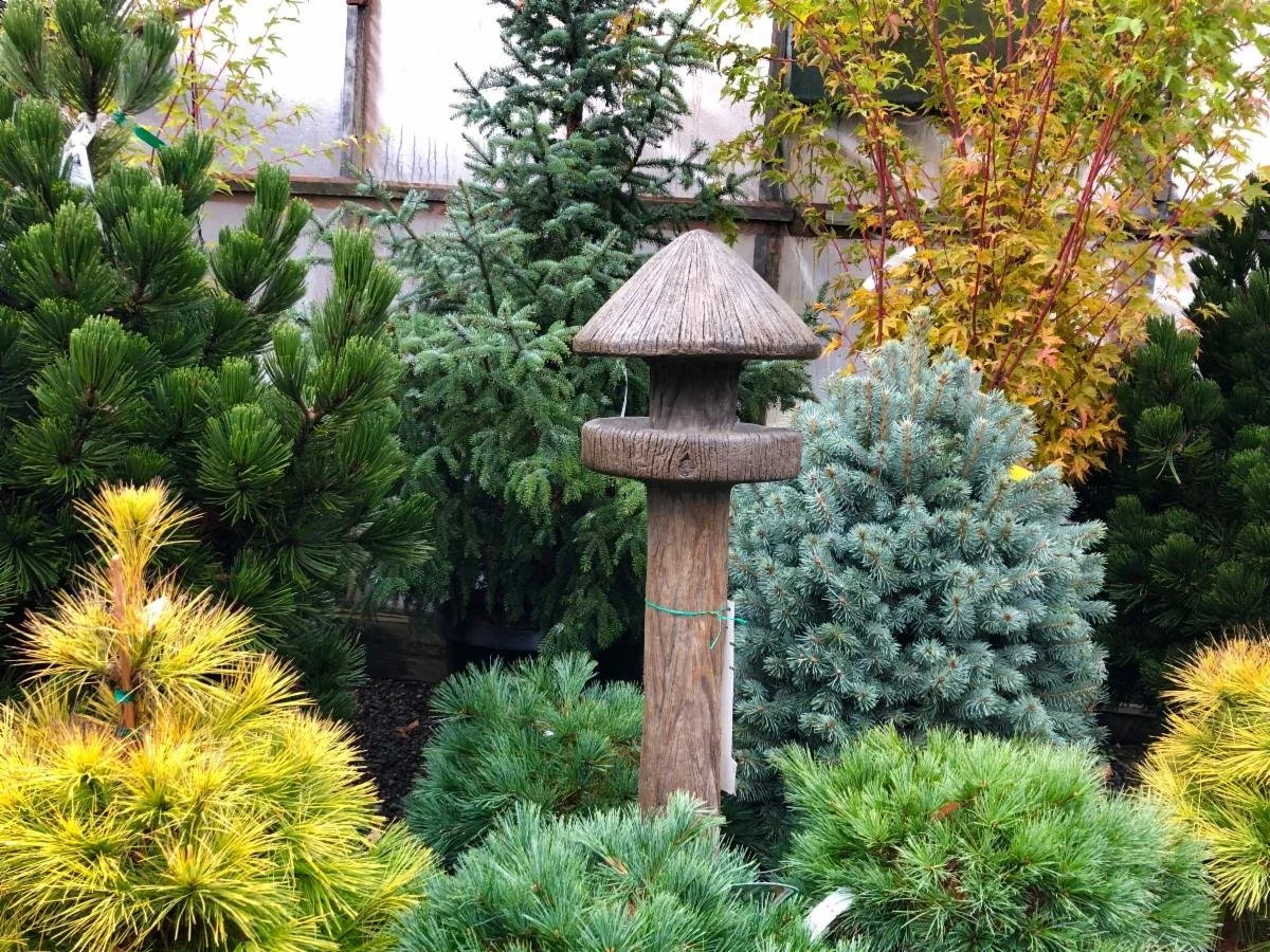 A Few New Conifers For Plant Enthusiasts — Sunnyside Nursery