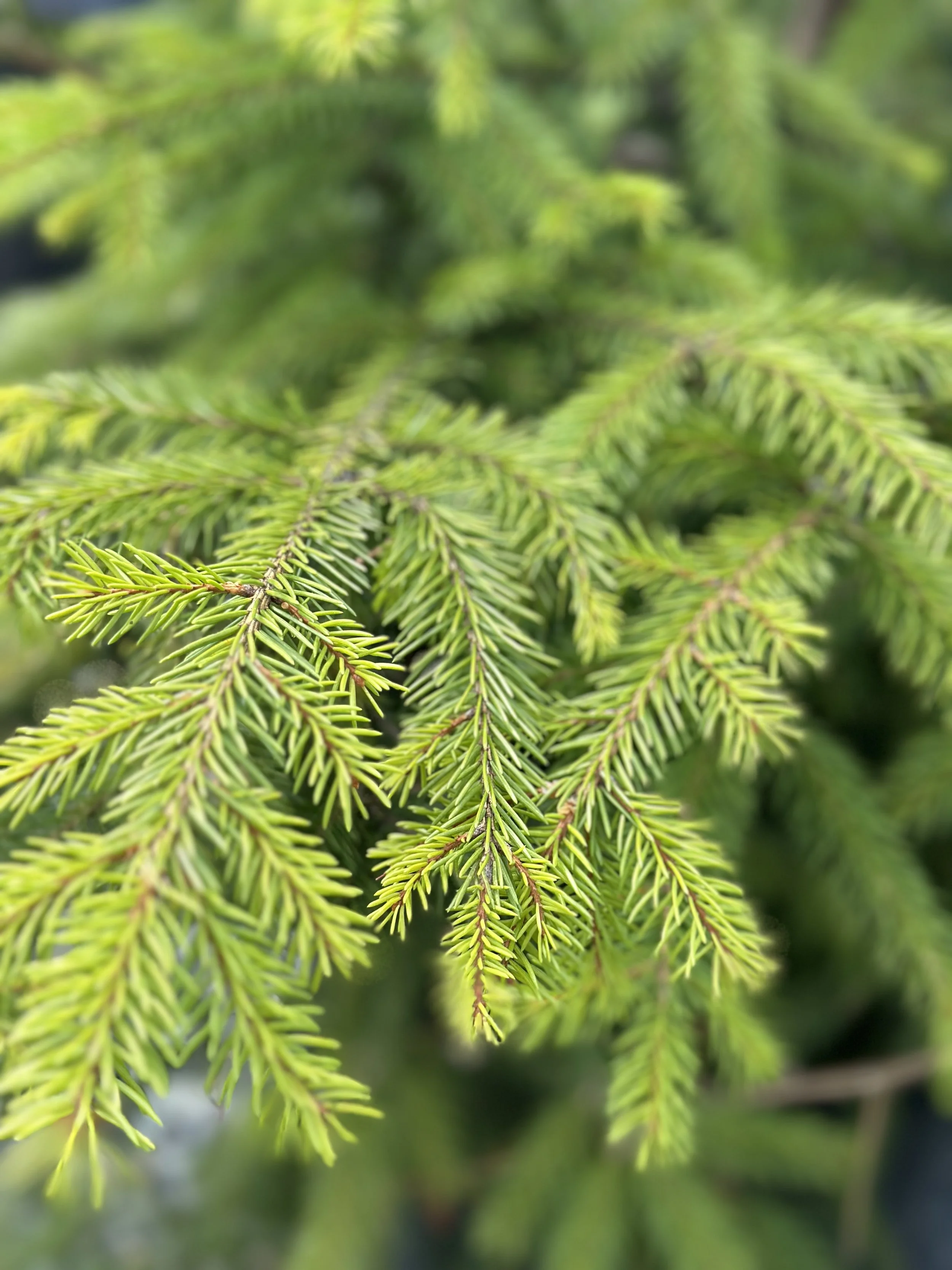 Picea — Sunnyside Nursery