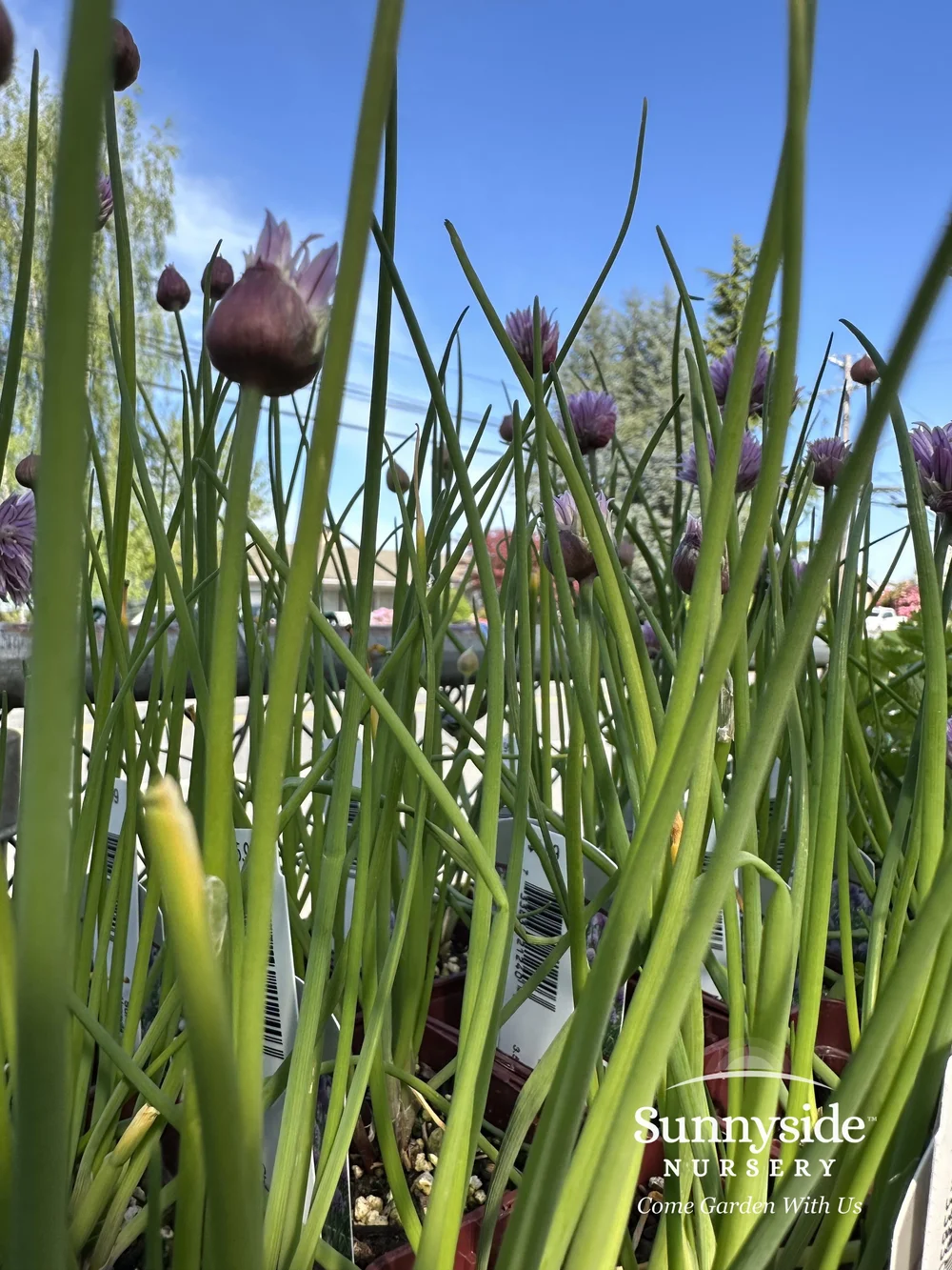 Herbs — Sunnyside Nursery