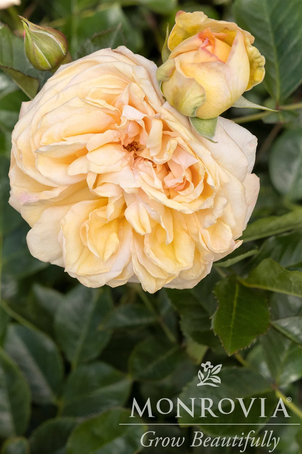Brand New 2025 Roses — Sunnyside Nursery