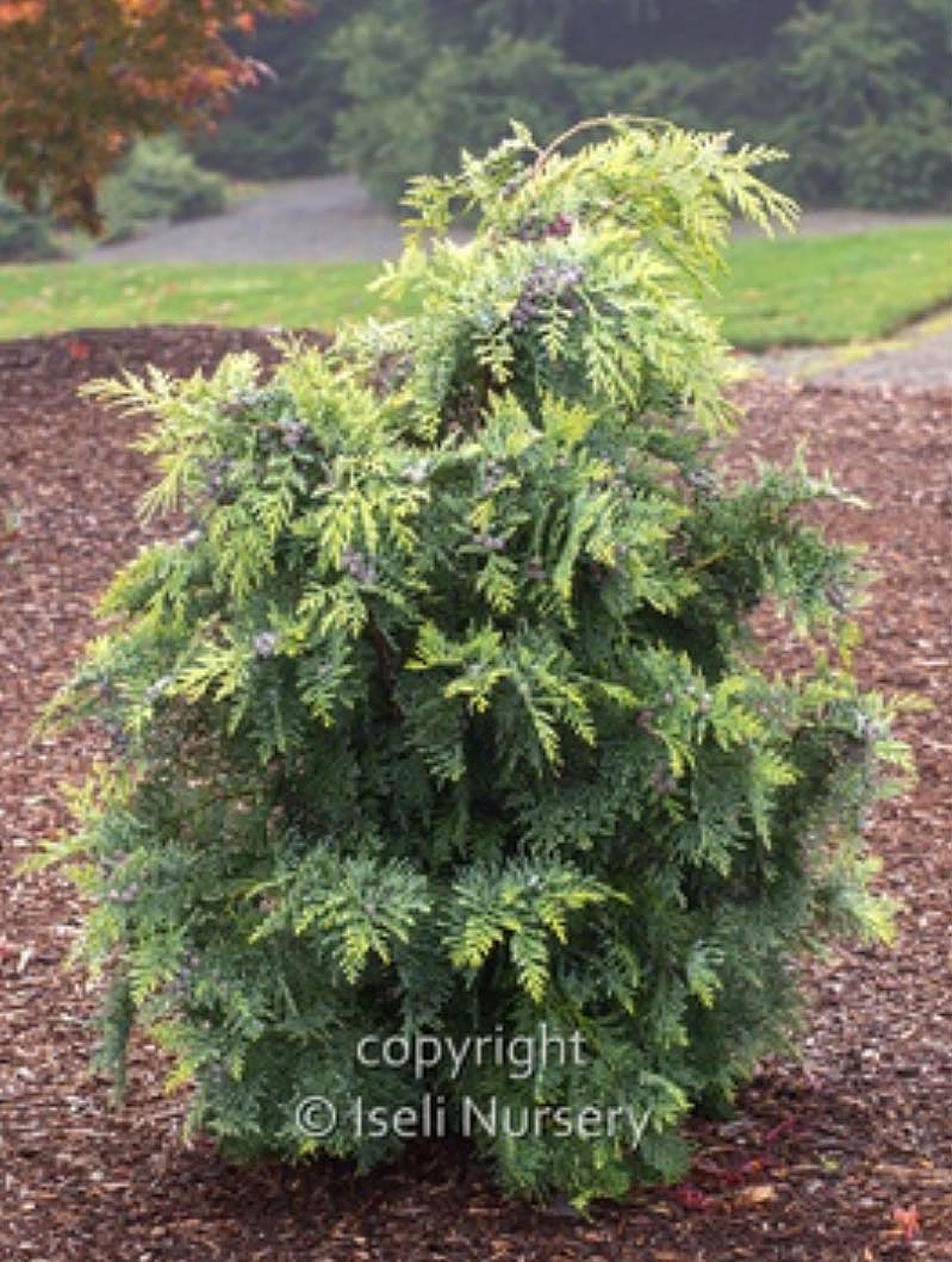 Chamaecyparis — Sunnyside Nursery
