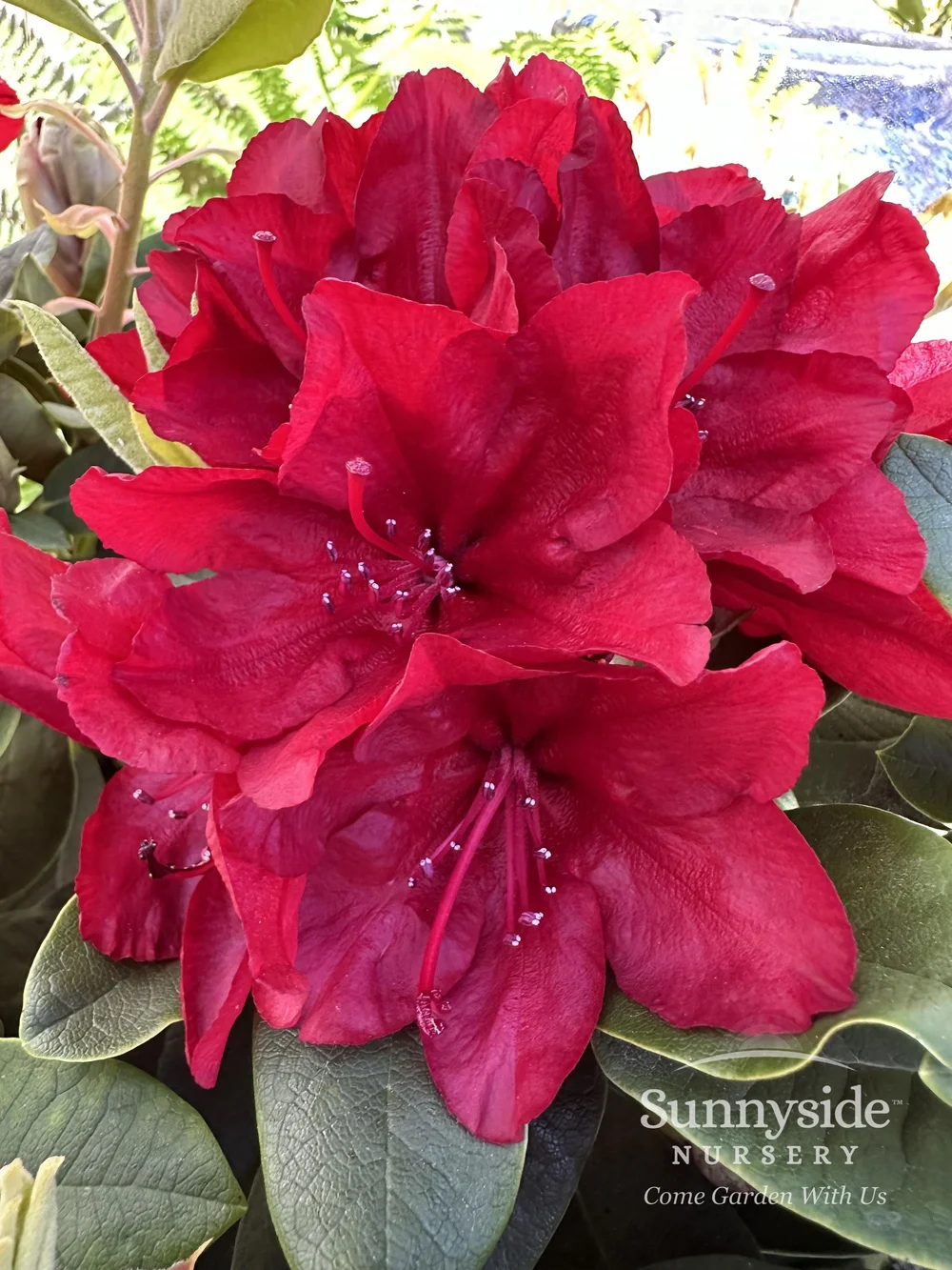 Red Rhododendrons — Sunnyside Nursery