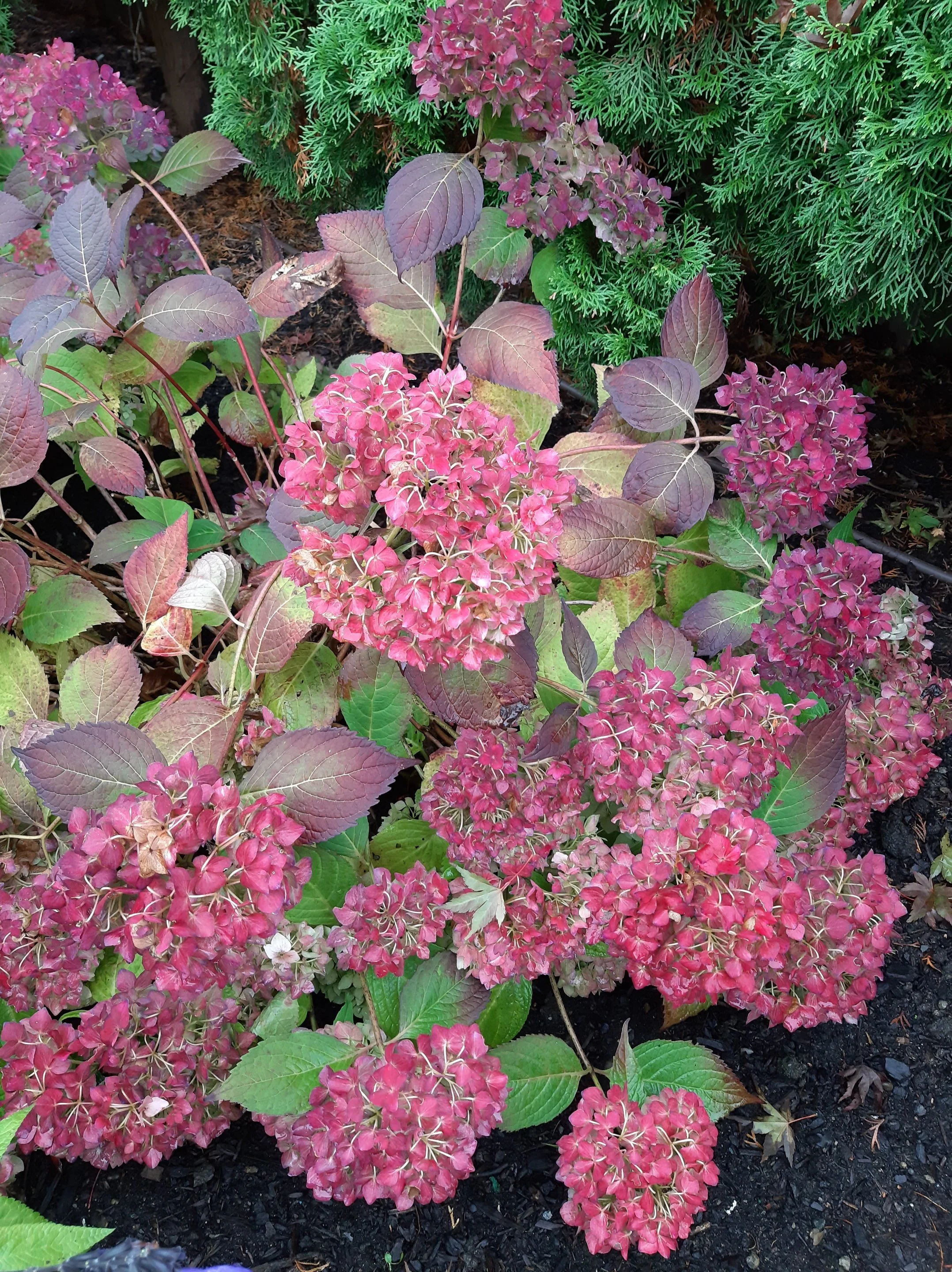 Here's How To Up Your Fall Gardening Game — Sunnyside Nursery