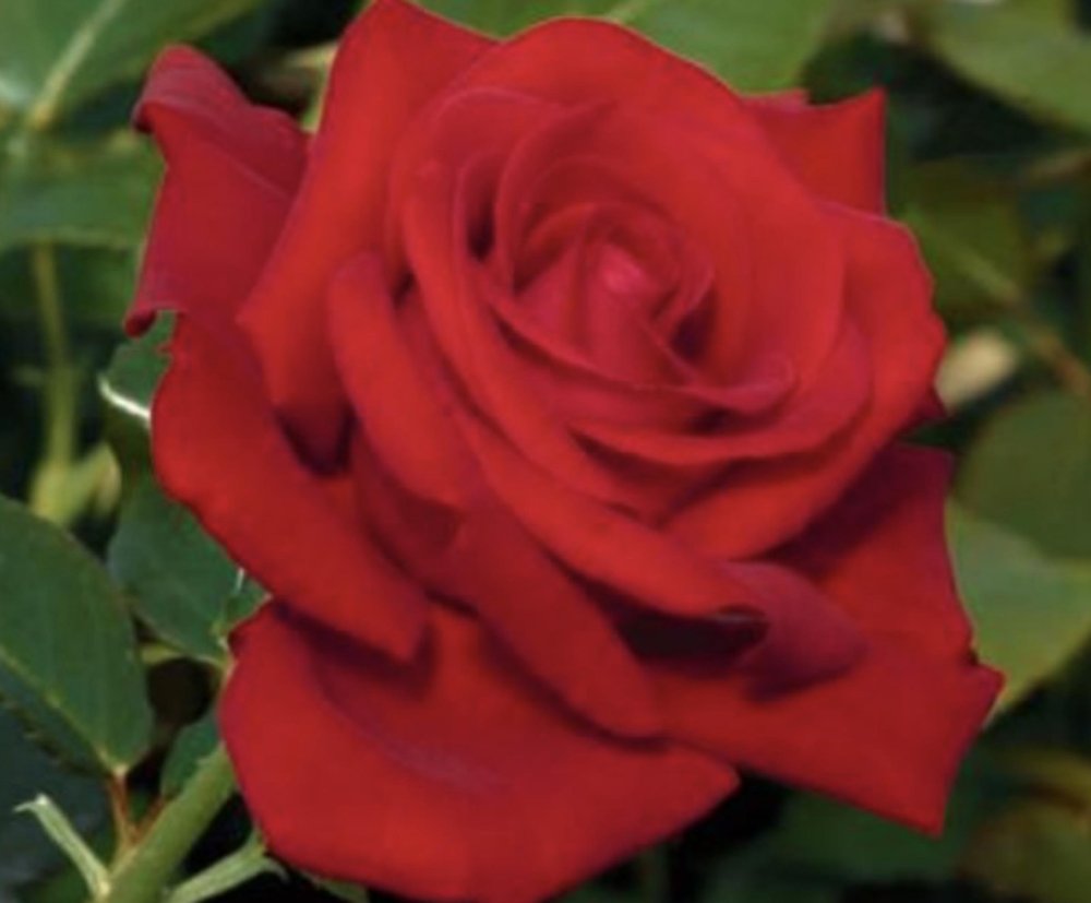 Floribunda Roses — Sunnyside Nursery